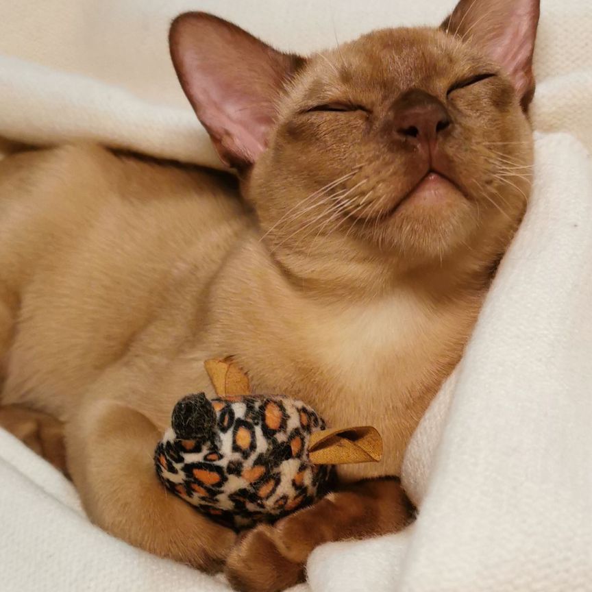 Котёнок от частного владельца