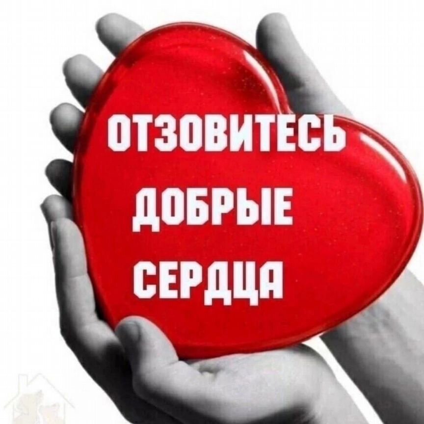 Взрослый пёс в добрые руки