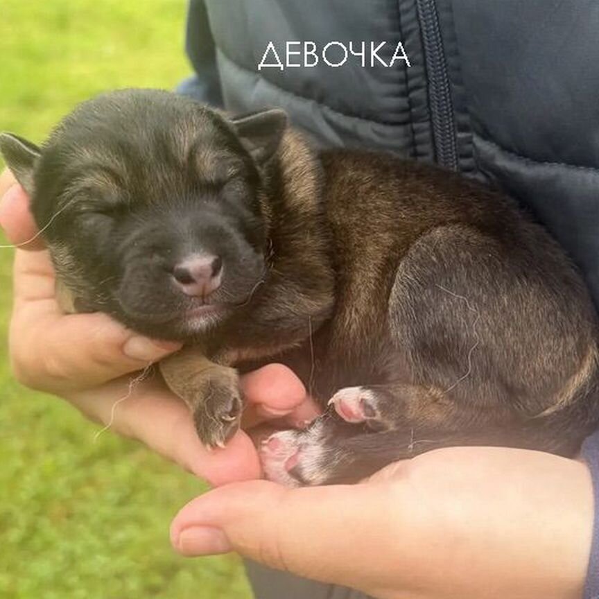 Щенок в добрые руки