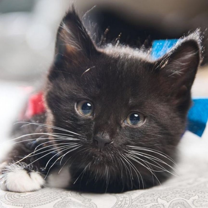 Котёнок в добрые руки