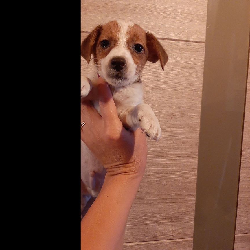 Щенки джек рассел терьер