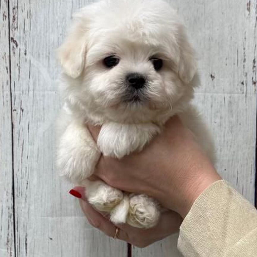 Мальтипу, щенок