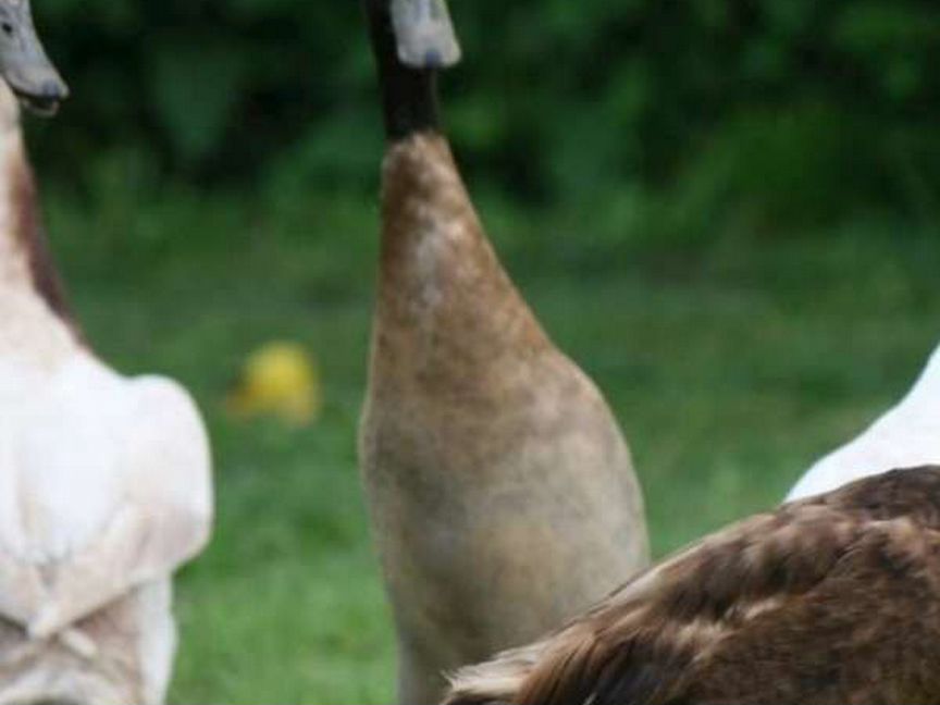 Утка породы Индийский бегунок