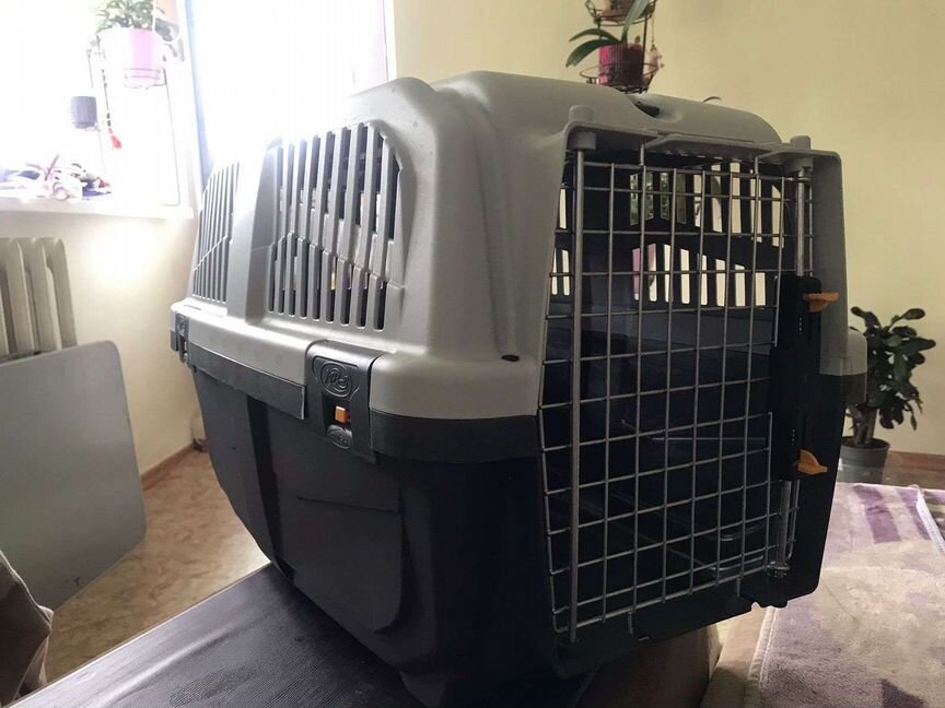 Переноска в аренду