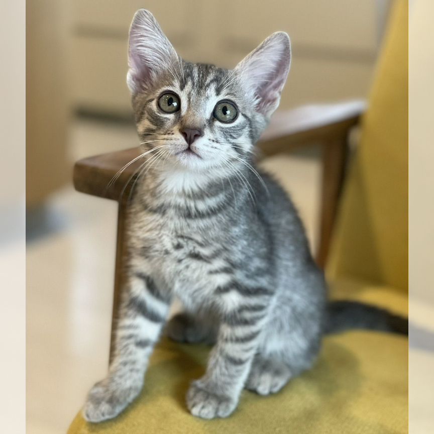 Котенок ласковый мальчик