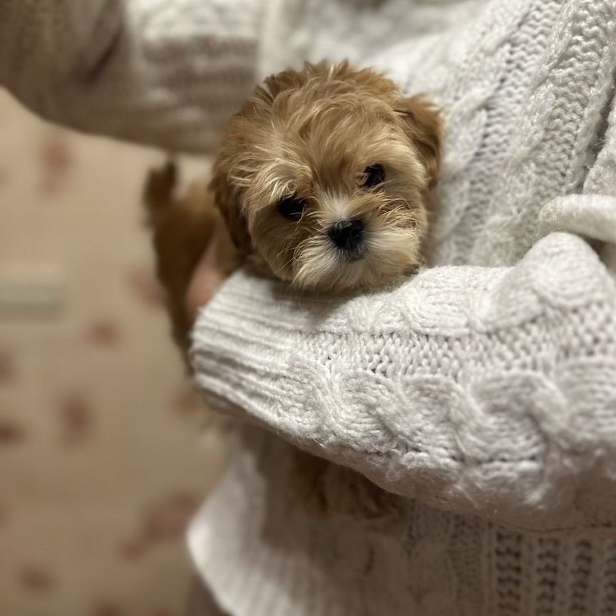 Мальтипу ф1 мини