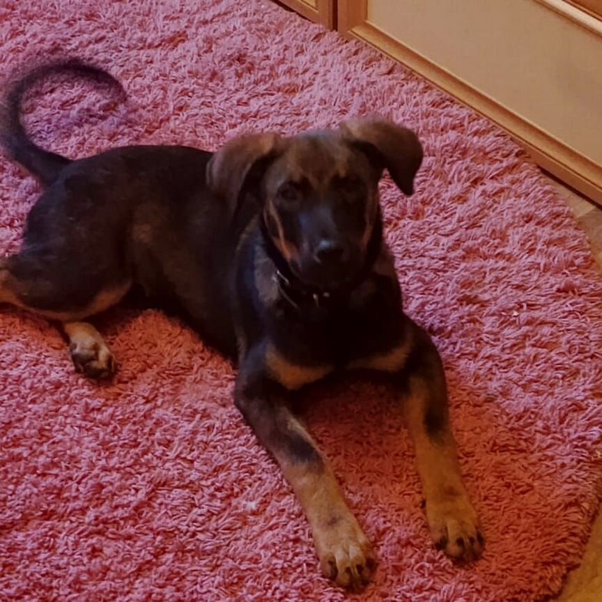 В добрые руки