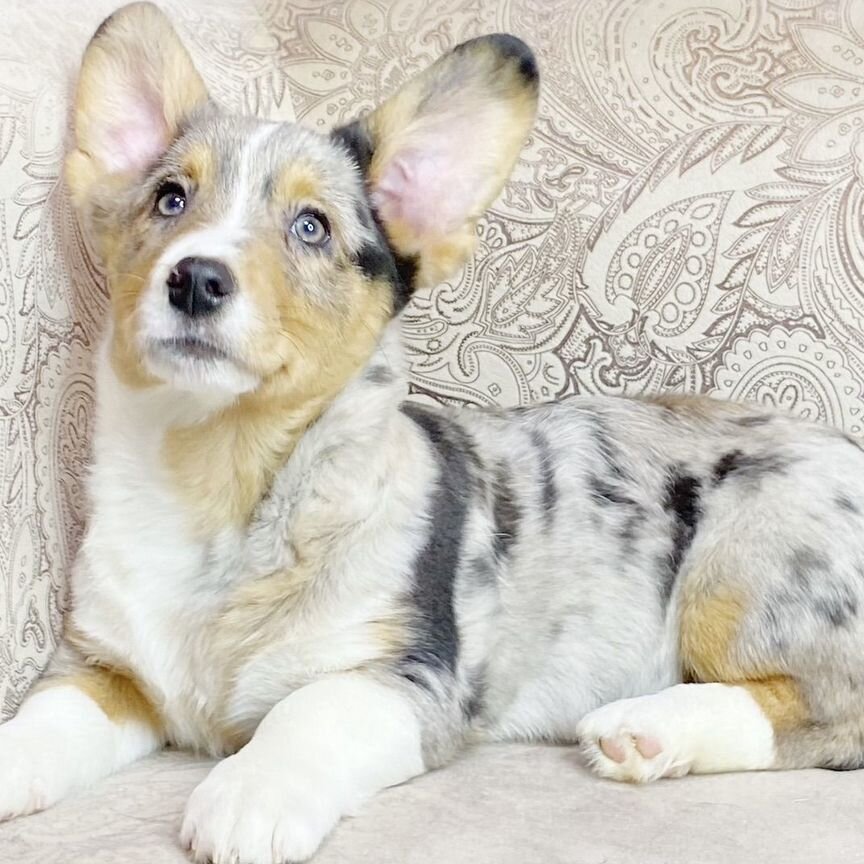 Вельш Корги Кардиган, щенок