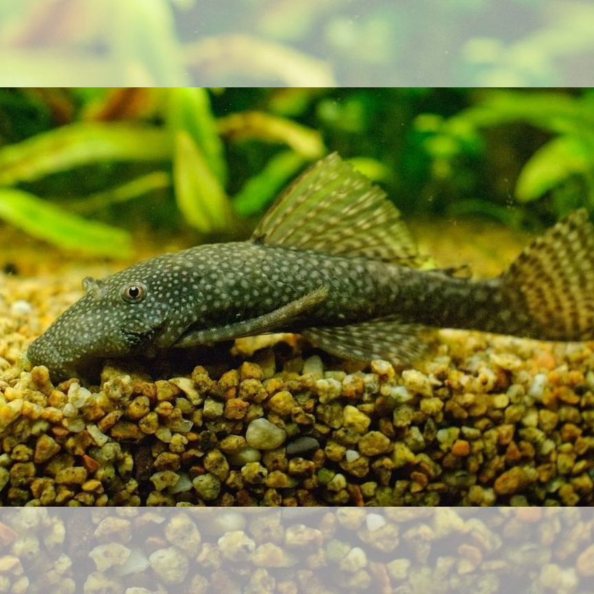 Аквариум, Анциструс, фильтр, грунт,амфора