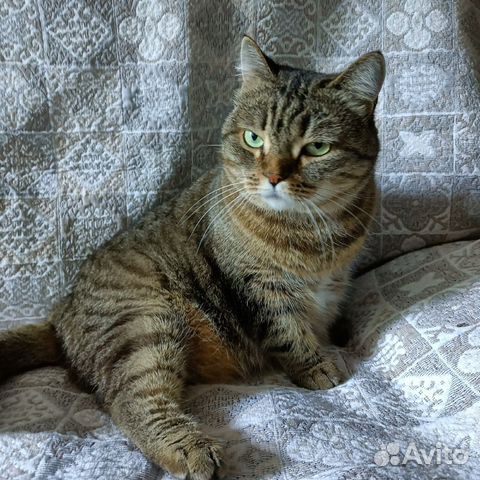 Кошечка в добрые руки