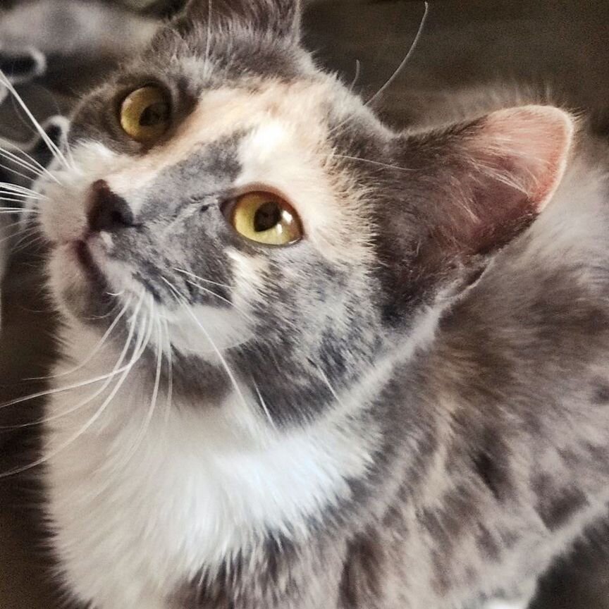 Отдам в добрые руки 1,5 года изза переезда