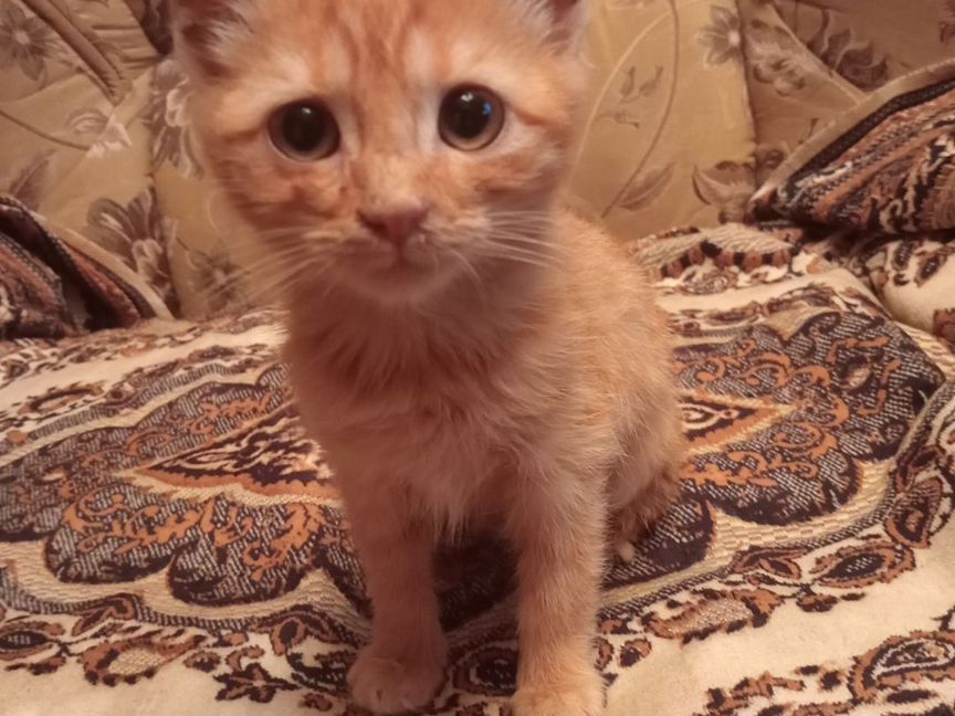 Рыжий котенок в добрые руки бесплатно