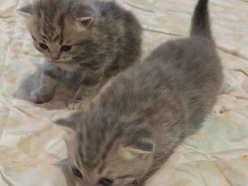 Котята шотландцы, мальчик