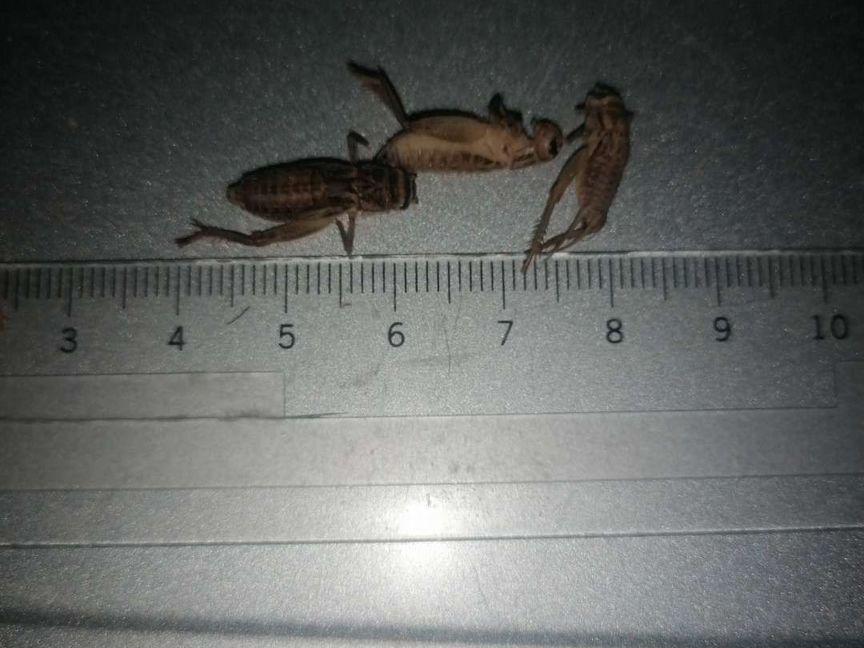 Сверчки домовые 1.5 мм (заморожены)