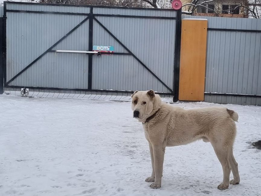 Собака в добрые руки отдам бесплатно