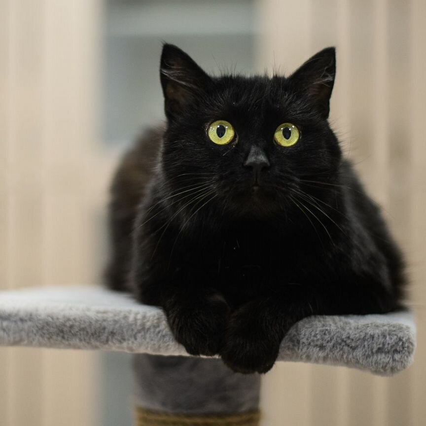 Взрослая кошка в добрые руки