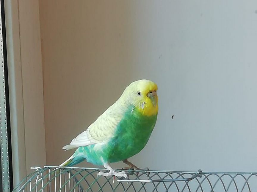 Птенцы волнистый попугай