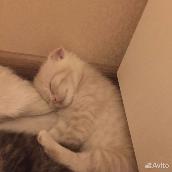 Шотландская вислоухая кошка и 2 кота