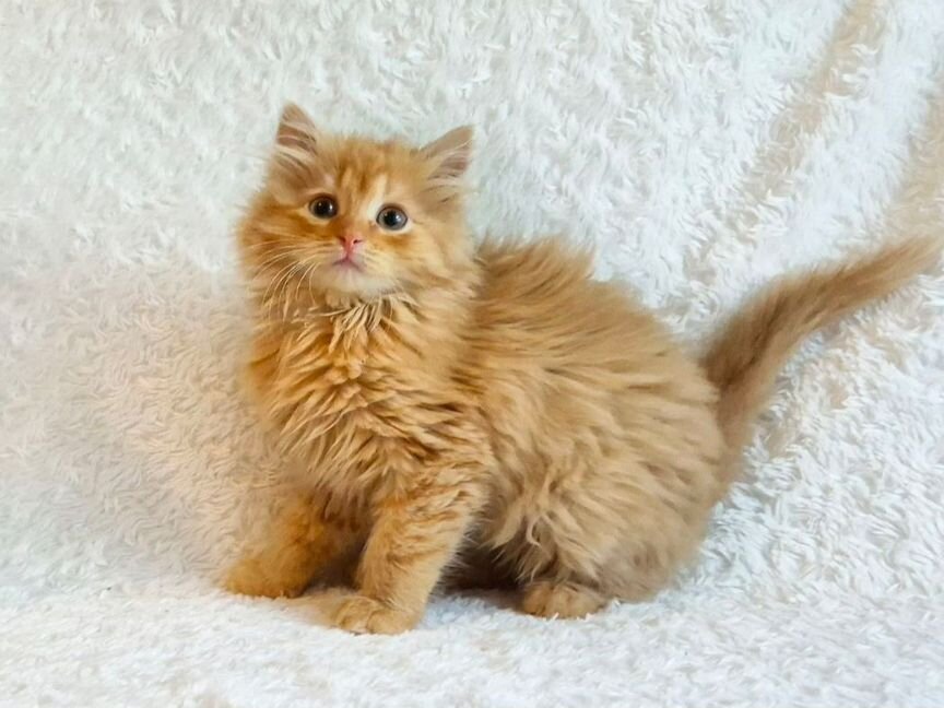 Котёнок девочка в добрые руки