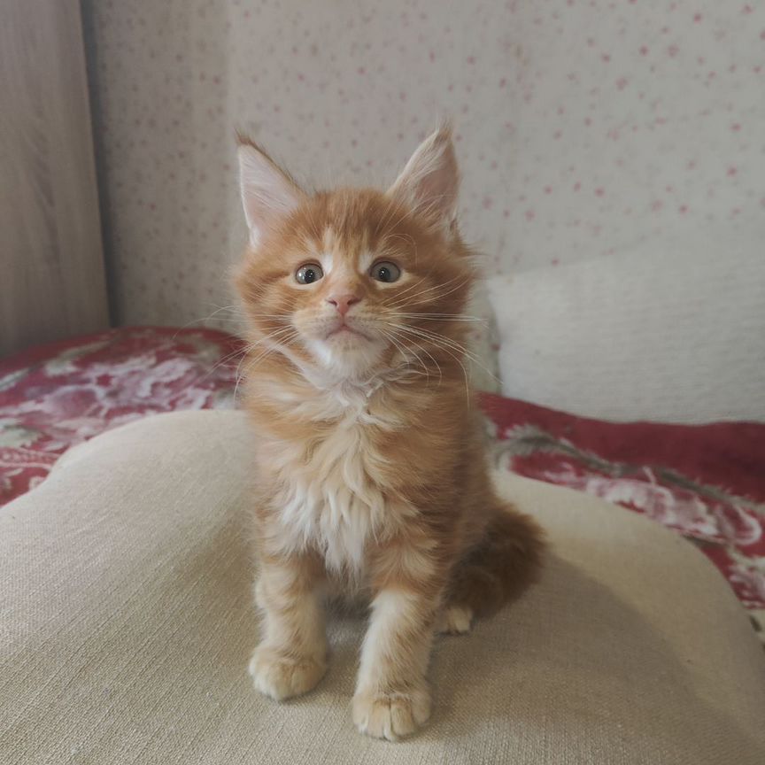 Котята мейн-кун