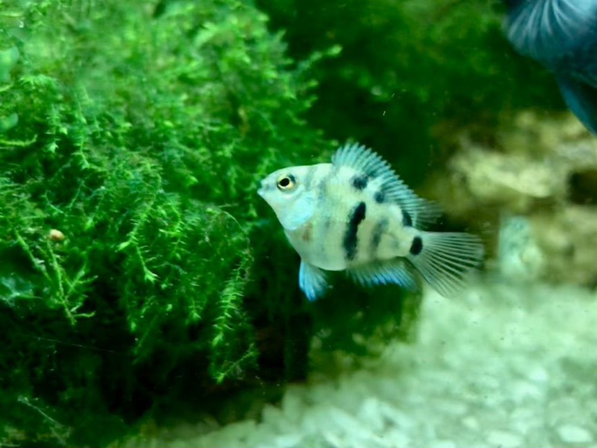 Рыба-попугай тигровый (мальки)