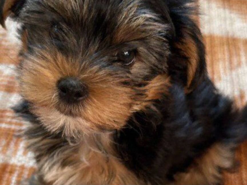 Йоркширский терьер