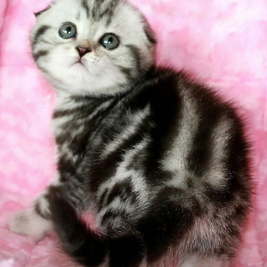 Шотландские котята