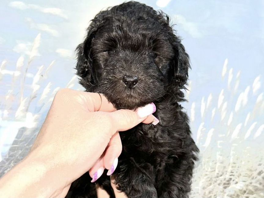 Щенки мальтипу f1