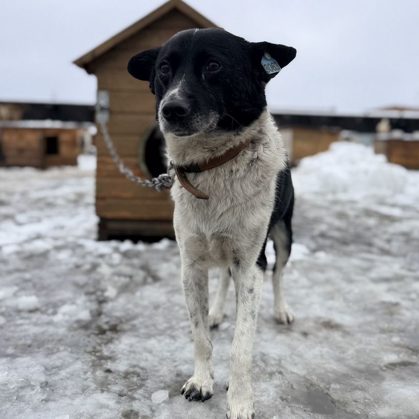 Взрослый пёс в добрые руки