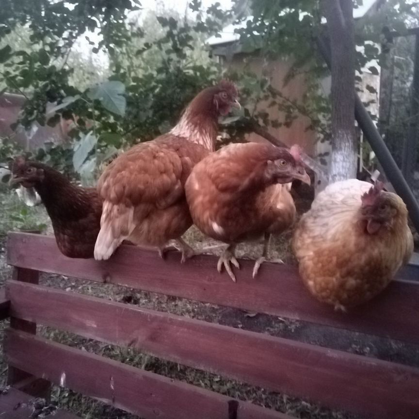 Куры домашние яичной породы