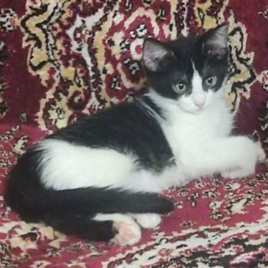 Котёнок в добрые руки