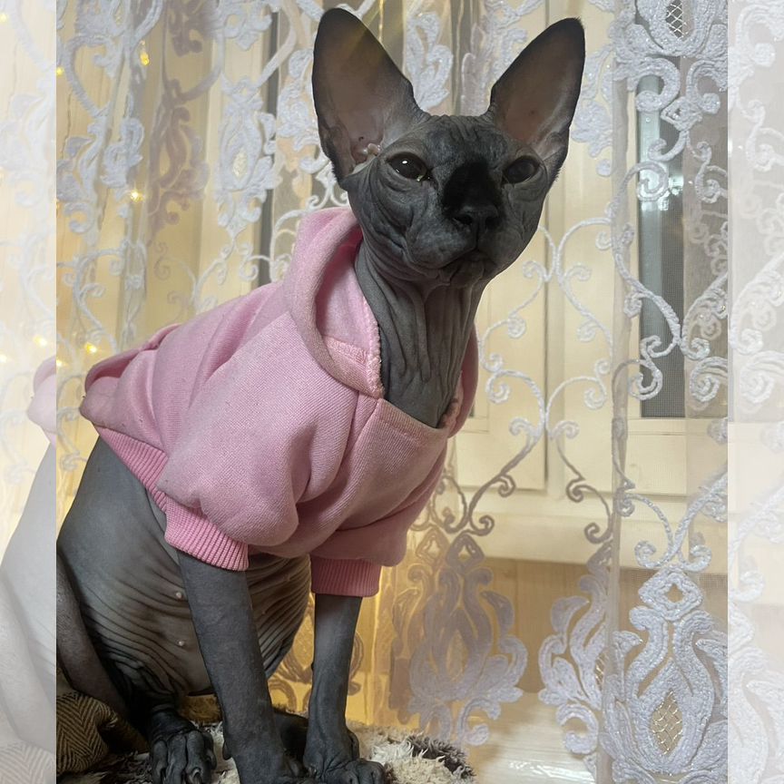 Вязка кошек канадский сфинкс