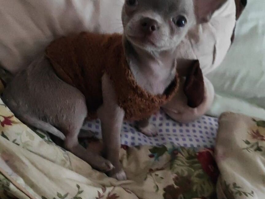 Лиловый мальчуган