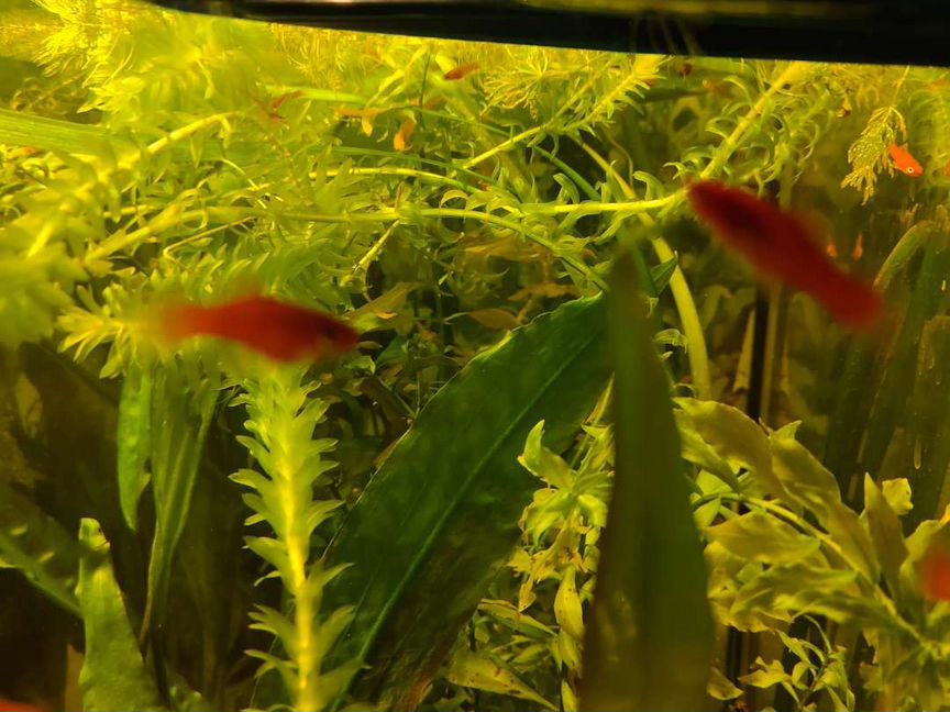 Мальки меченосцев