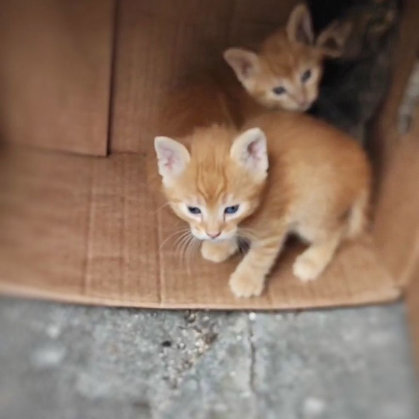 Рыжий котенок