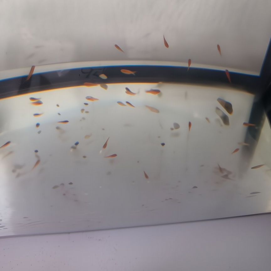 Меченосец рубин