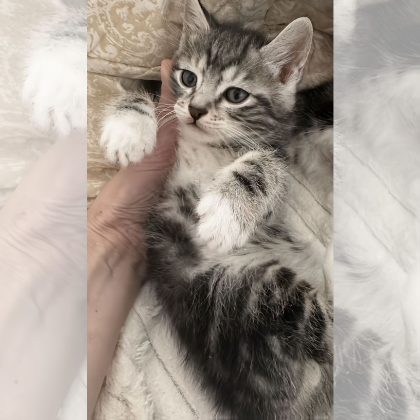 Курильский бобтейл короткошёрстный котёнок