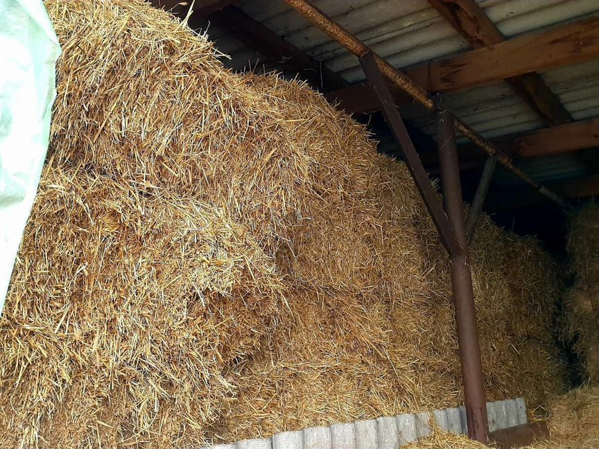 Солома ячменная в тюках
