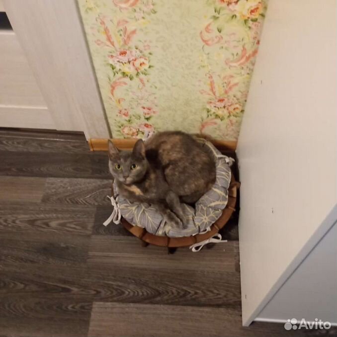 Хитрая некрасивая молодая кошка