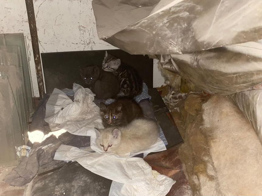 Котята в добрые руки