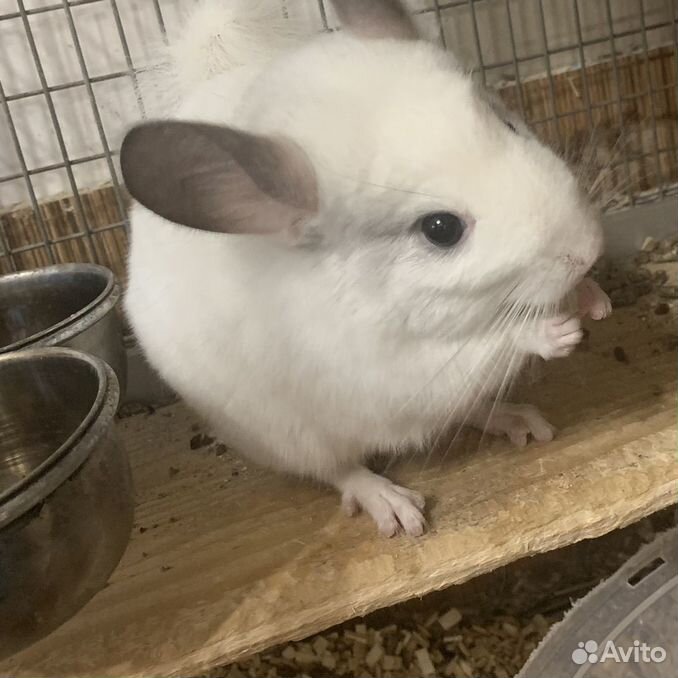 Шиншилла девочка