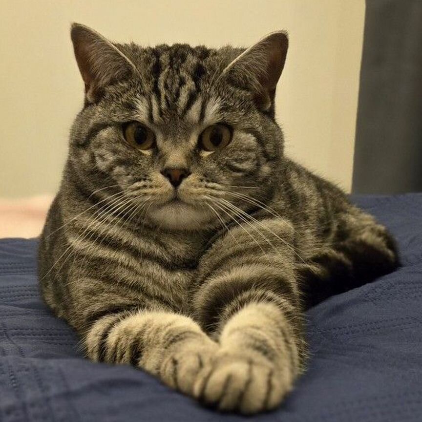 Кот