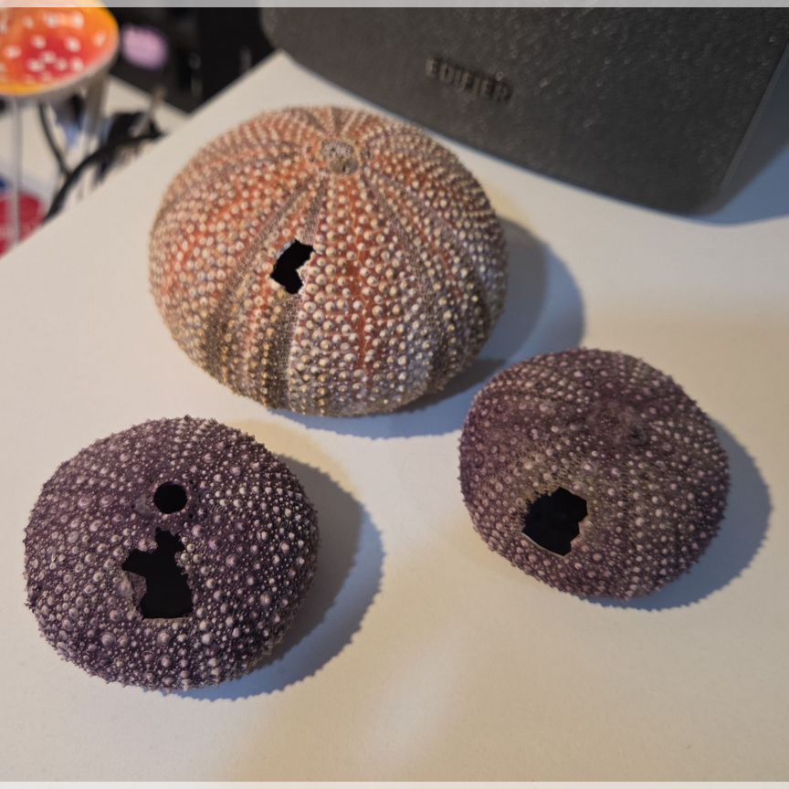 Панцири морских ежей с дефектами