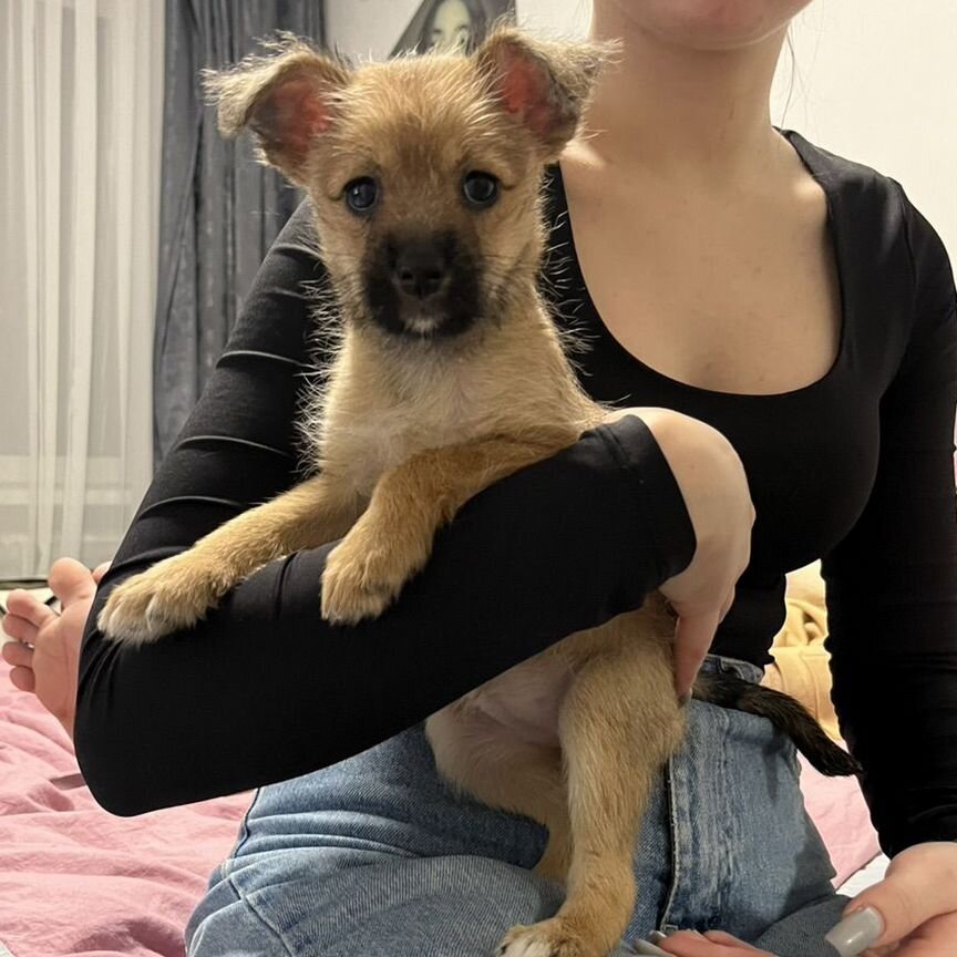 Отдам денков в хорошие руки