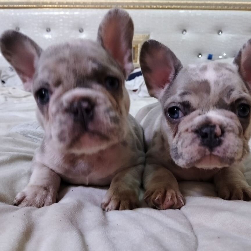 Французский бульдог