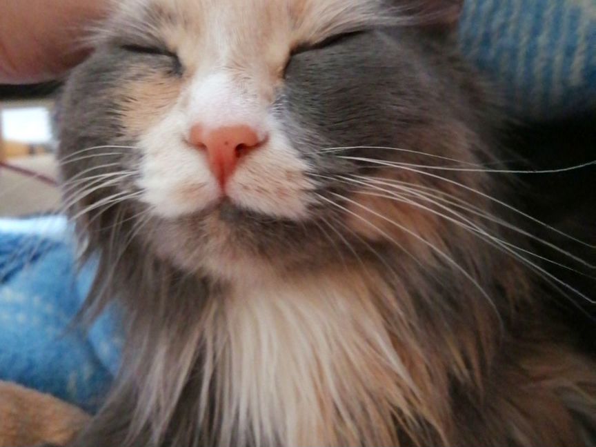 Молодая пушистая кошка в добрые руки