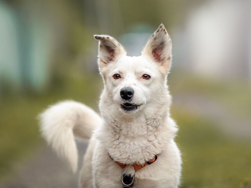 Миниатюрная Тэффи в добрые руки