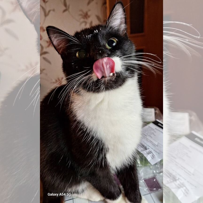 Котёнок от частного владельца