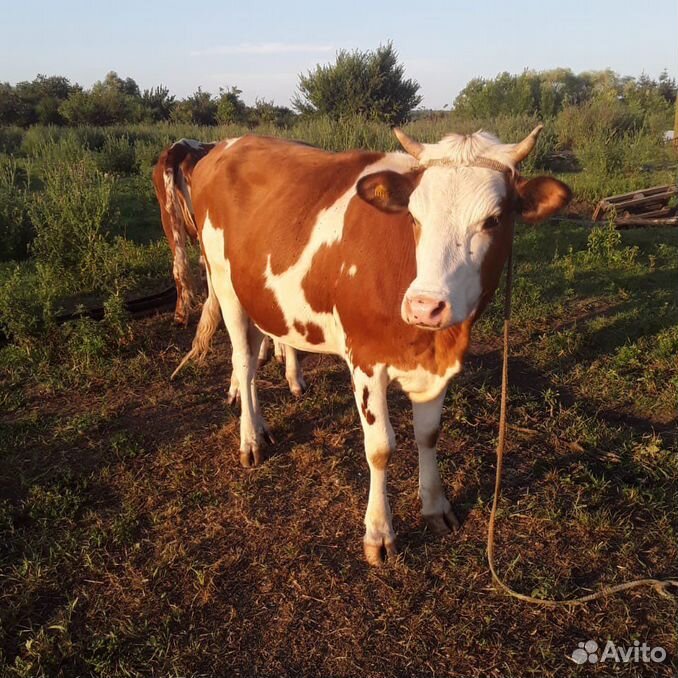 Продаются телки
