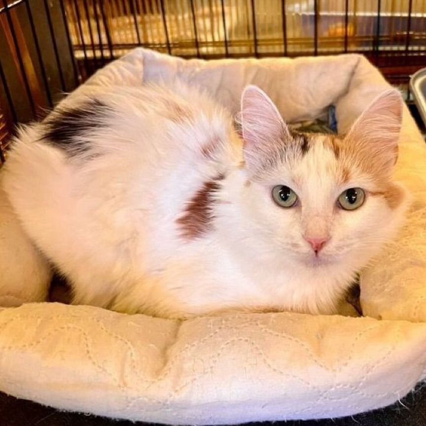 Самая ласковая красавица кошка ищет дом